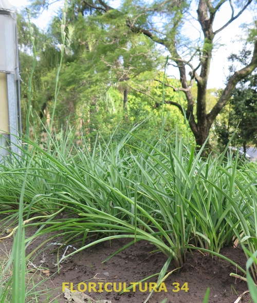 Floricultura 34: CULTIVO DE NARDOS PRIMAVERA OTOÑO, 2015-2016