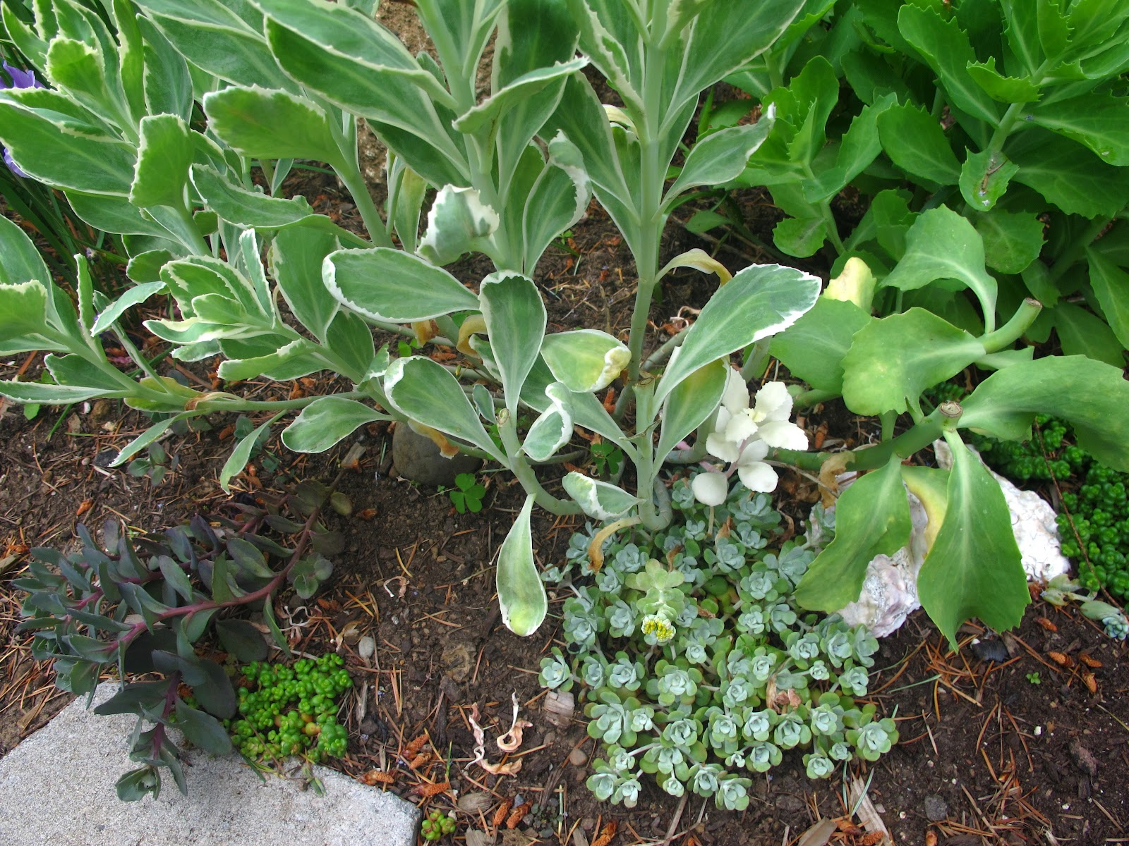 Just a girl with a hammer: The Chelsea Chop