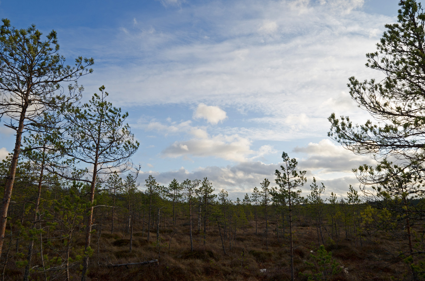 Loitsija: Enne aastavahetust Valgesoo rabas