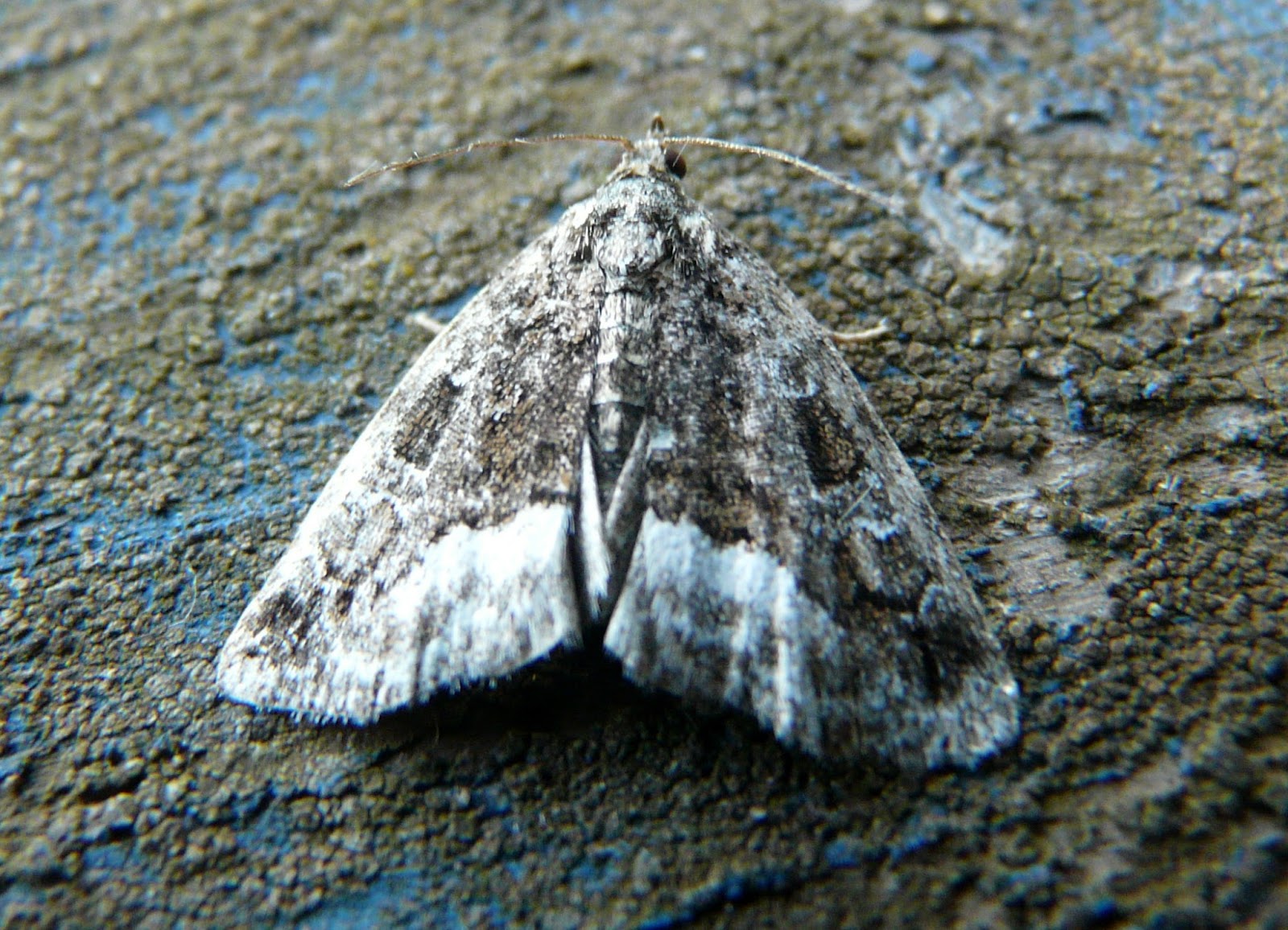 birdingexmouth: Aquatic Moths