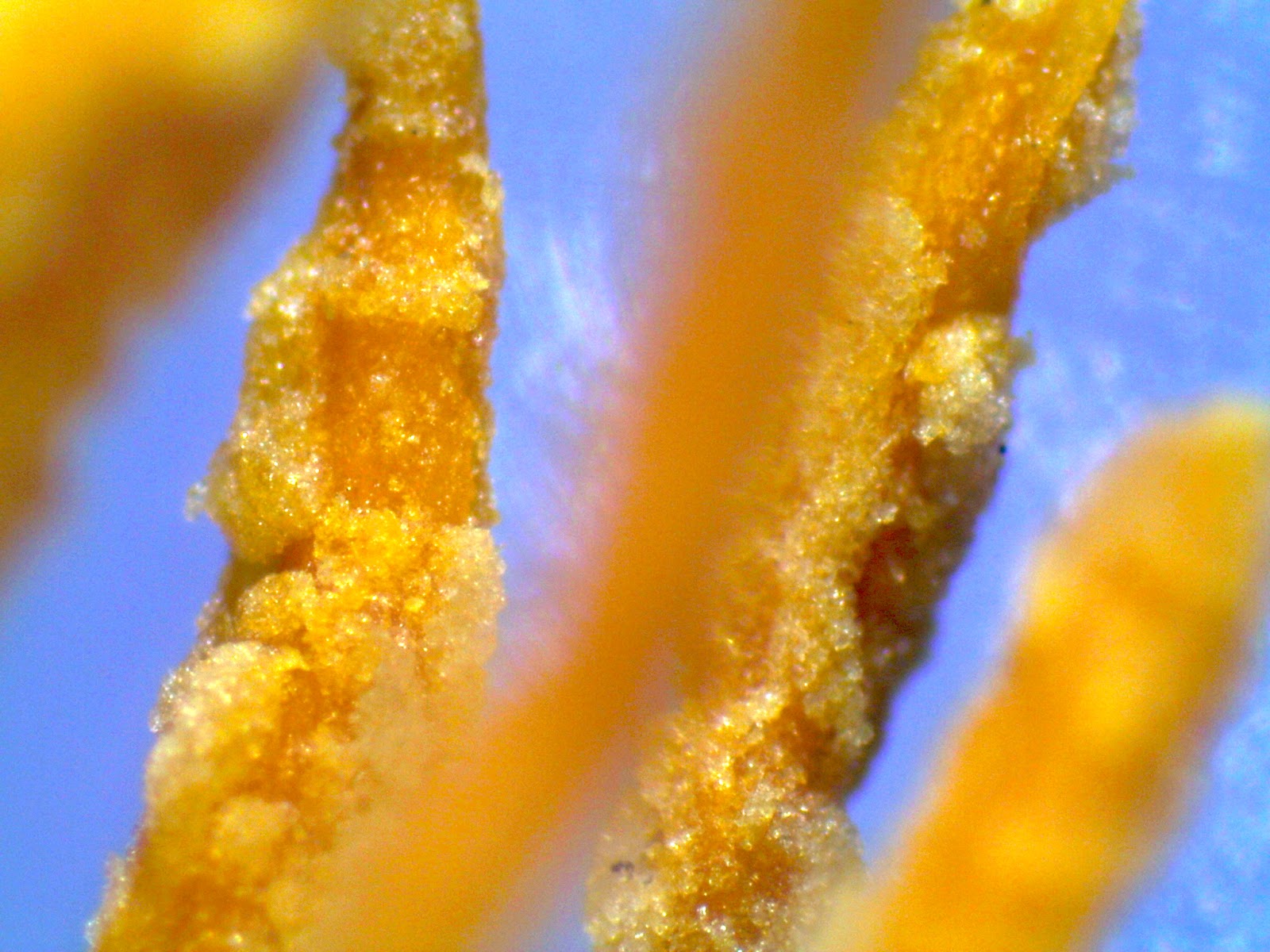 Fruit and Vegetable Pollen Comparison: Dissecting Scope Images of ...