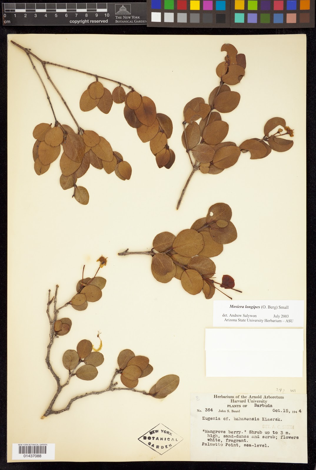 Flora de Puerto Rico Ilustrada Papo Vives: M,YRTACEAE MOSIERA LONGIPES ...