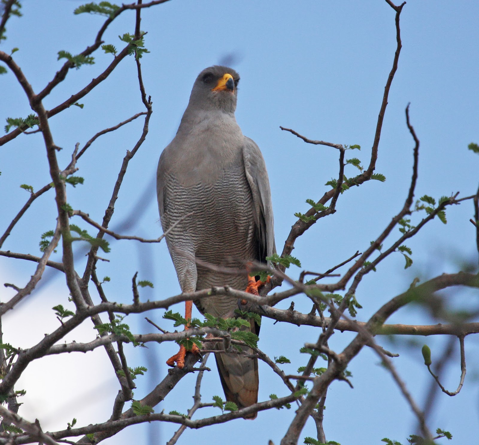 Simon and Karen Spavin: Eastern Chanting Goshawk