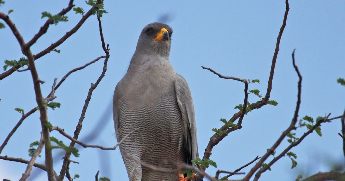 Simon and Karen Spavin: Eastern Chanting Goshawk