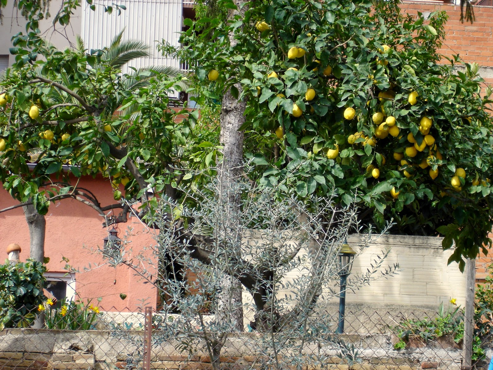Árboles con alma: Limonero. Llimoner. (Citrus limon)