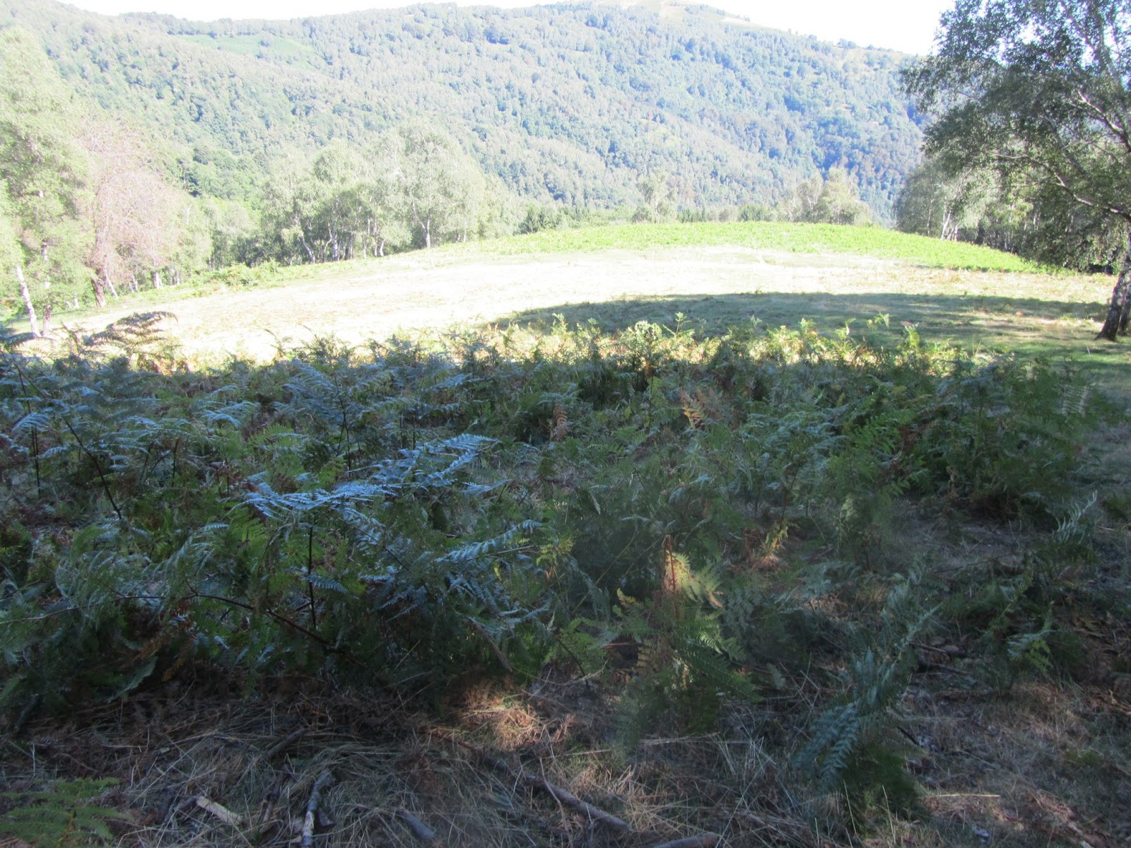 Cosa Sono le Felci? Che Caratteristiche Hanno? | Il Gusto Della Natura