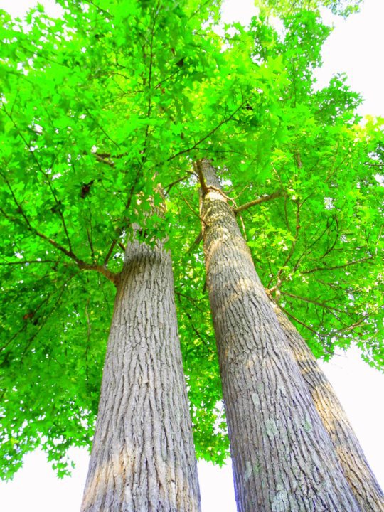 Dr. Mike Chua's LIFE Notes: Family Tree