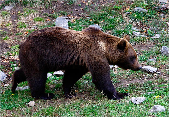 Foto-Natura-Huesca: OSOS PARDOS ursus arctos Carl von Linné, 1758 brown ...