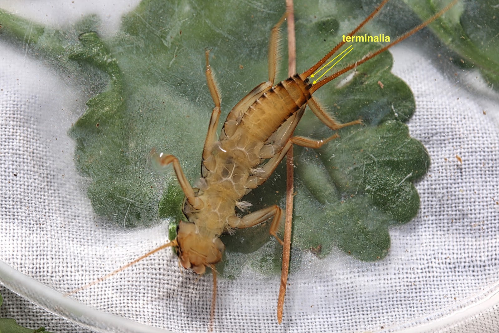 Aquatic Insects of Central Virginia: The common stoneflies (Perlidae ...