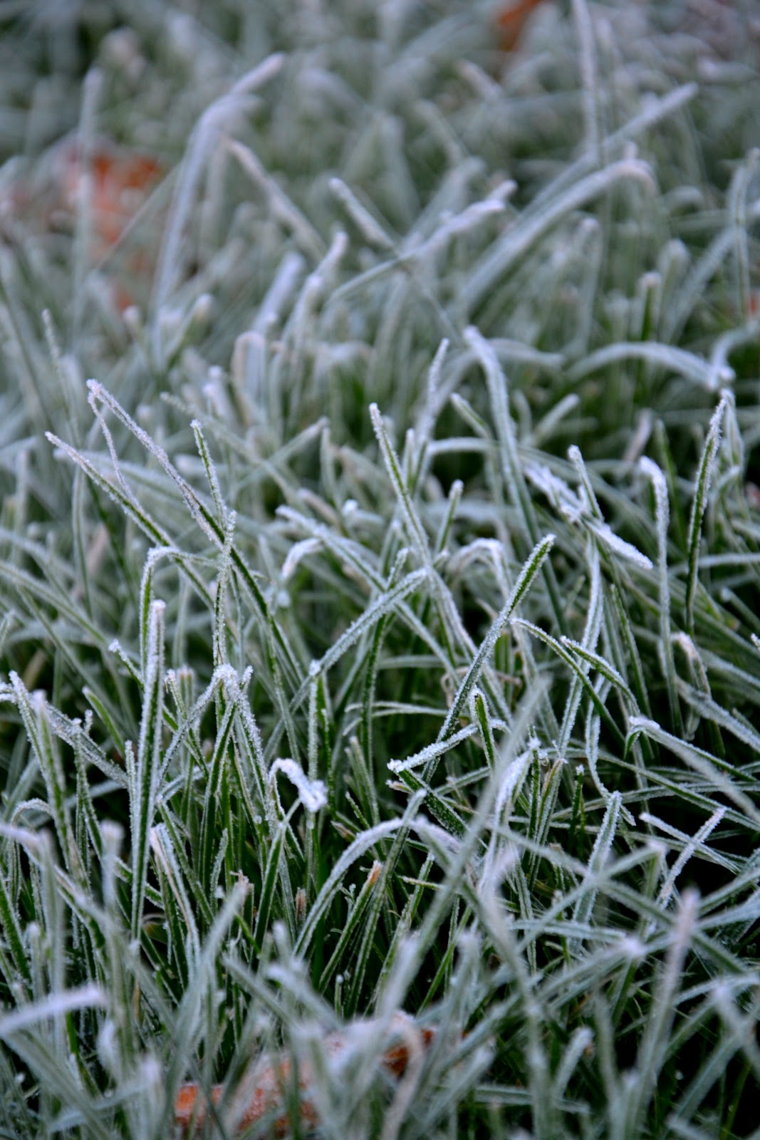 Michelles Verden: Frost-billeder