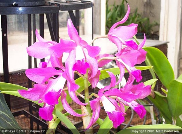 Cattleya (Blade Flower – The Queen of Orchids) | World Of Flowers