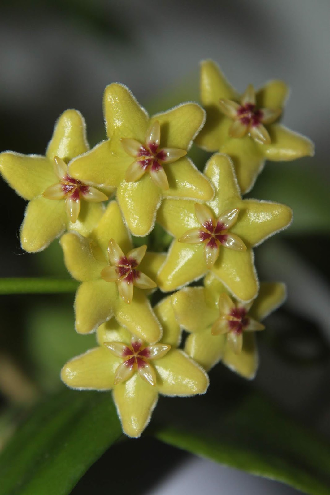 Hoyapassion: Hoya diptera Fiji i obiecanki Hoi kipandiensis