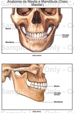 Maxilar pela visão da Metafísica | Lótus Esoterismo