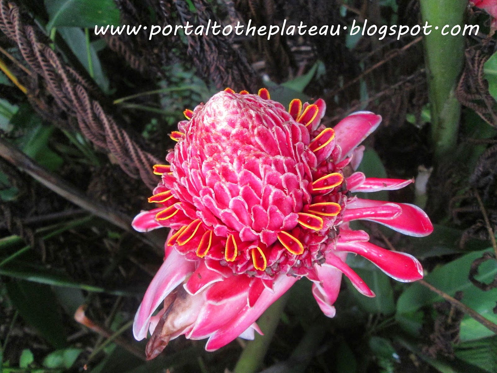 Portal to the Plateau: Photos of the Plateau