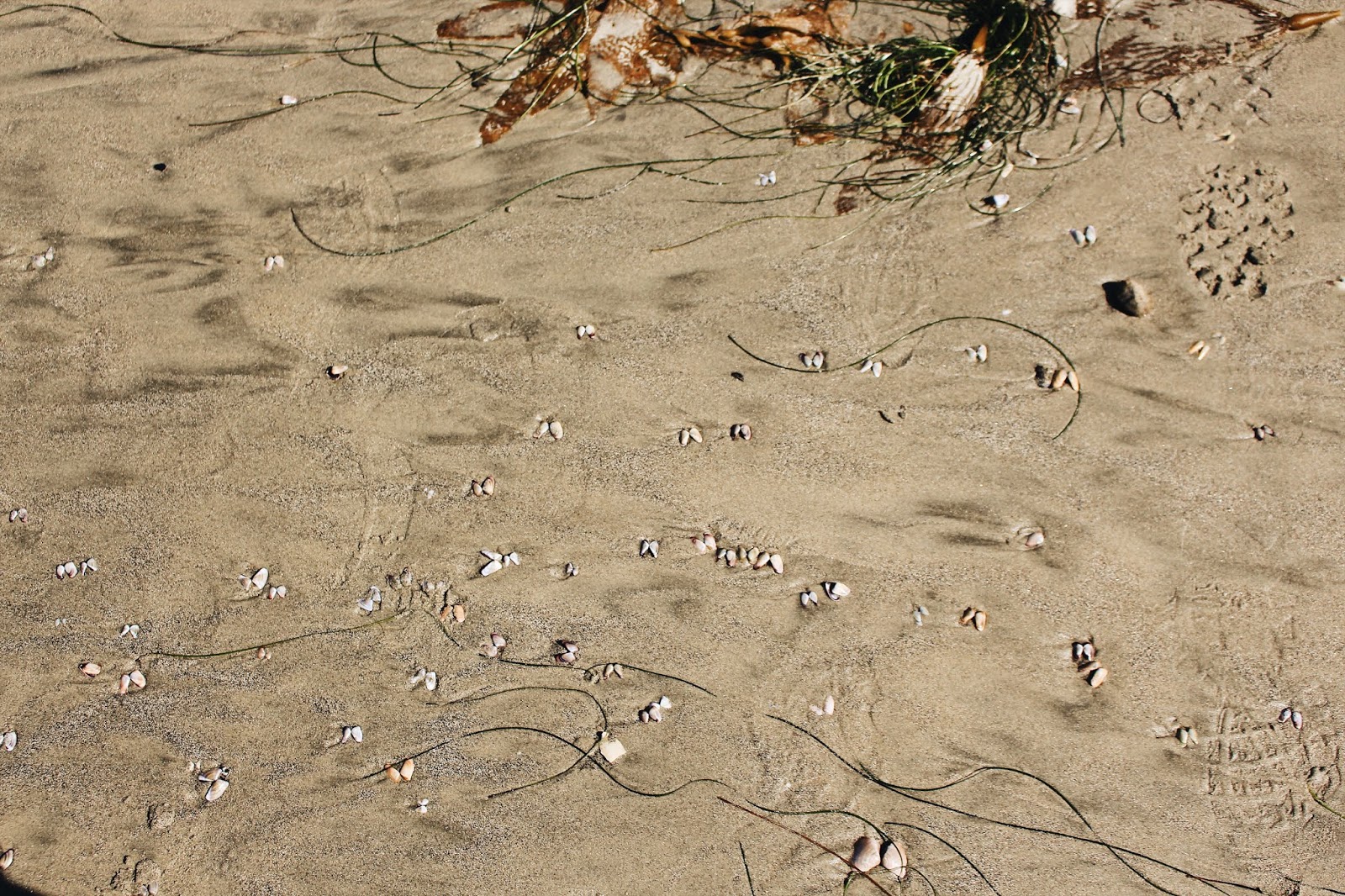 San Diego Photo Diary (SeaWorld & Beach) - The Trendy Chick