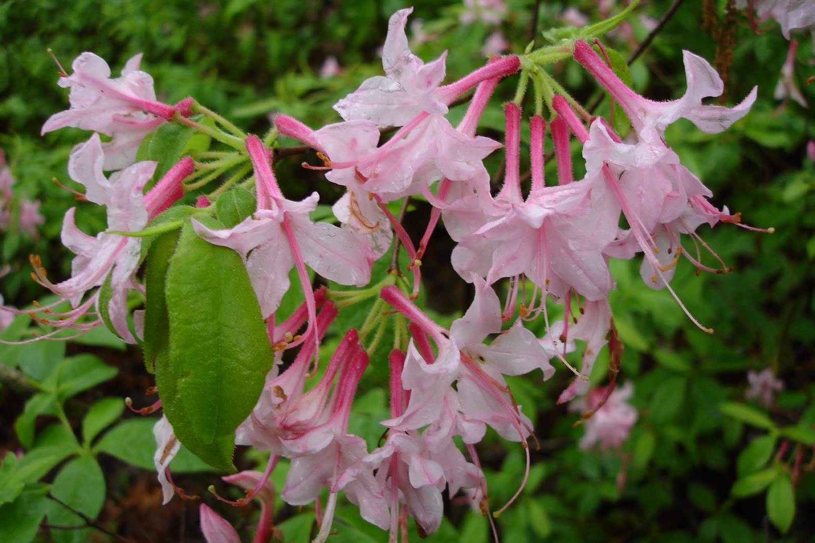 Mountain Springs Notebook: February 2011