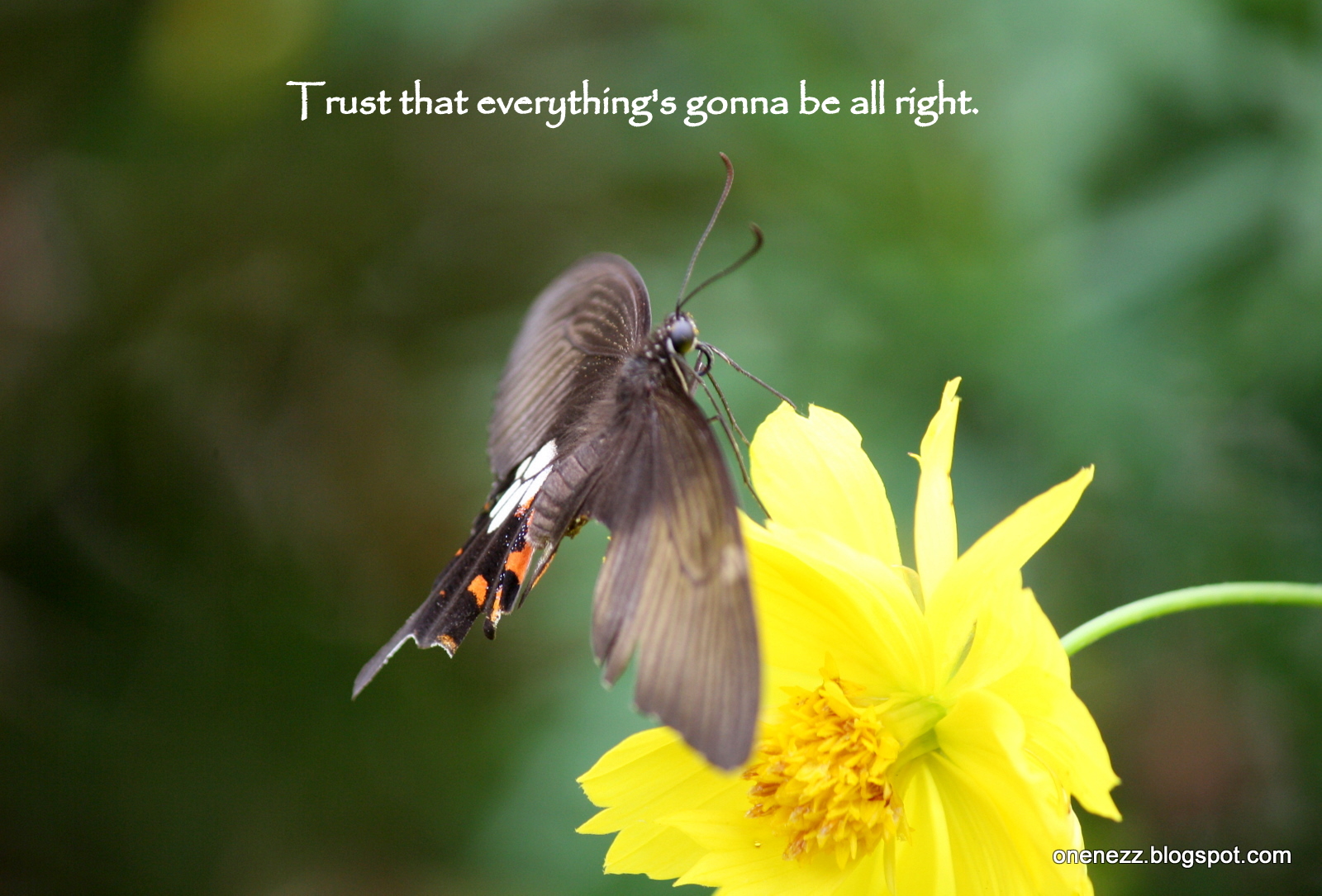 Tropical Nature Photos: Words in Picture 13 - Broken Wing