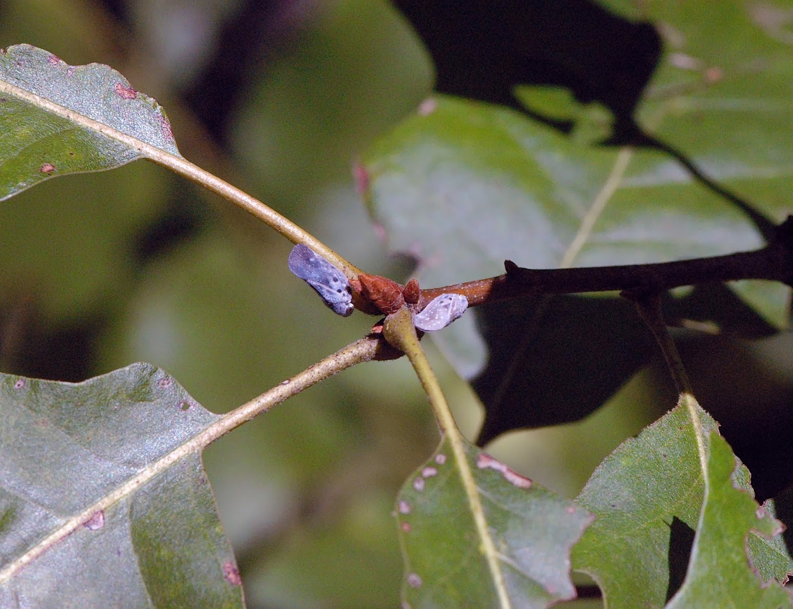 Field Biology in Southeastern Ohio: Homoptera Insects