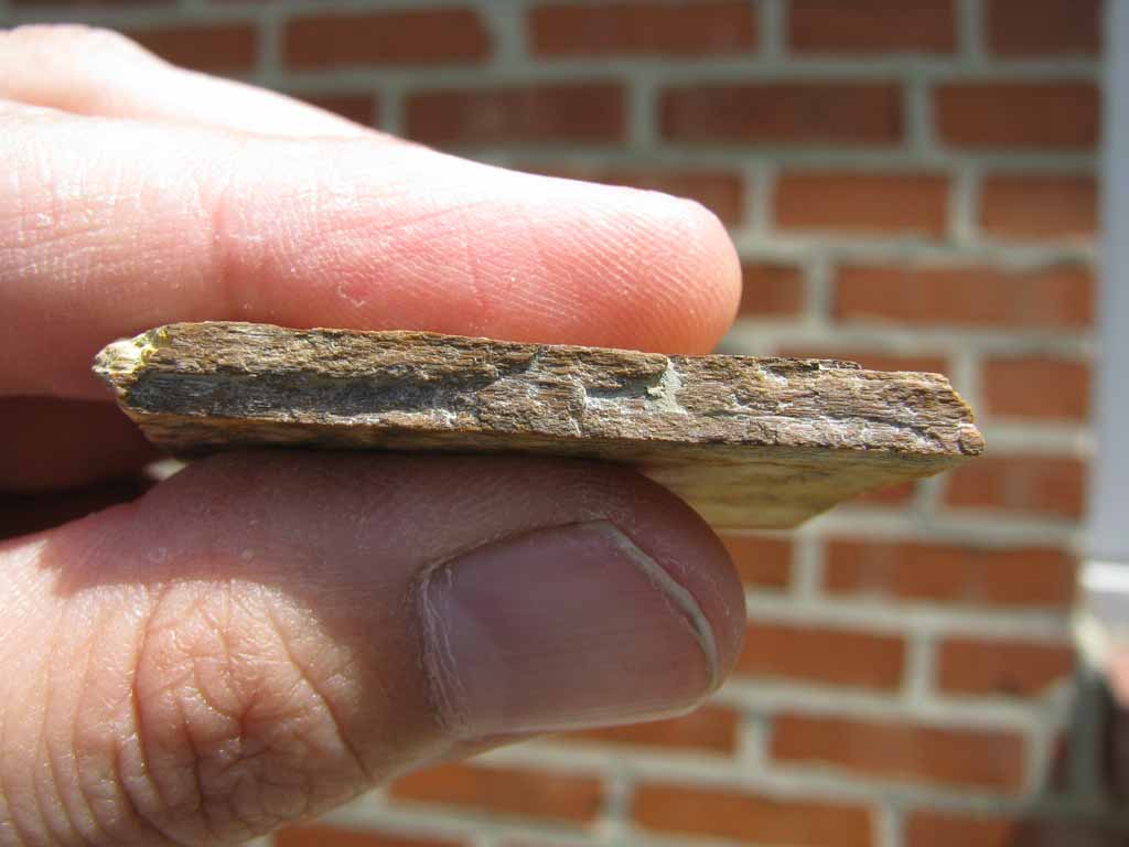 Views of the Mahantango: Callixylon newberryi