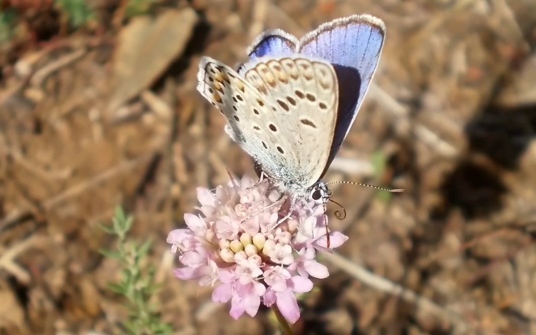 NATURA VIVA: PAPALLONES