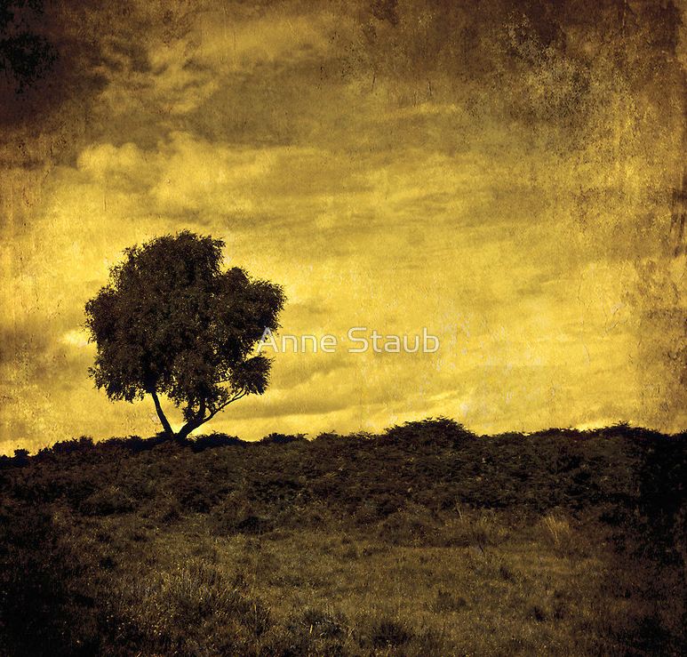 Anne Staub Photography: Trees and ideas