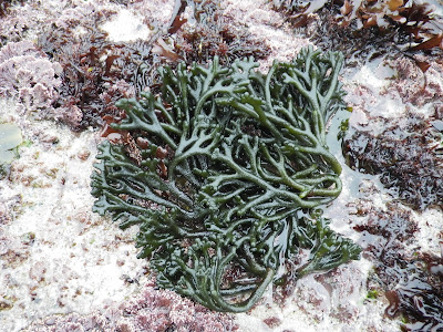 Rock Pooling: Rock Pooling Destination: Porth Seal, Isles of Scilly, UK ...
