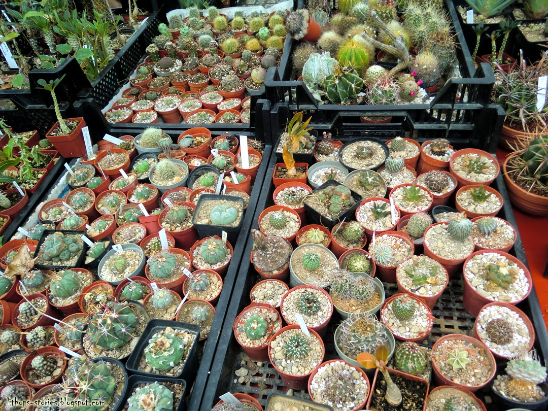 Lithops Stories: Cactus & Succulent Market in Essen (33 pics)