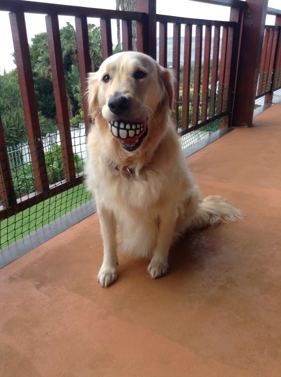 20 fotos de perros con una enorme sonrisa