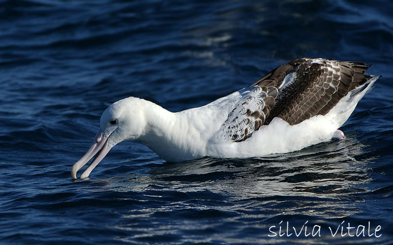 Flora y fauna emblemáticas: Albatros real – Diomedea epomophora