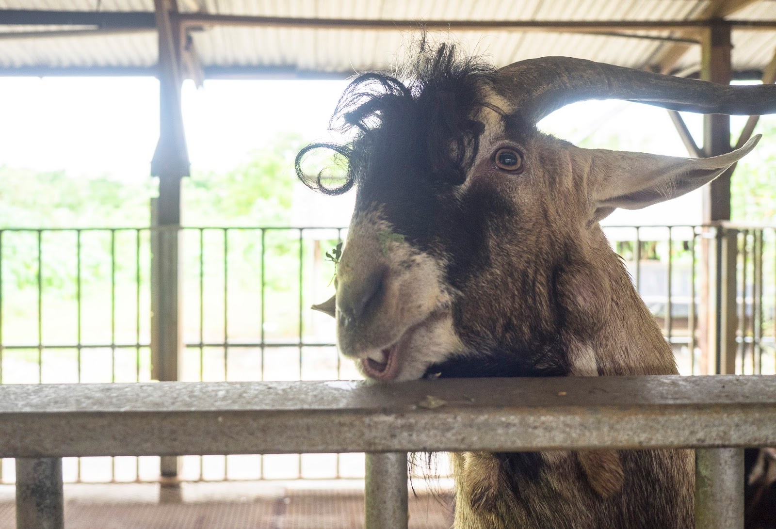 Hay Dairies - Singapore Goat Farm Review - TheWackyDuo.com - Singapore ...