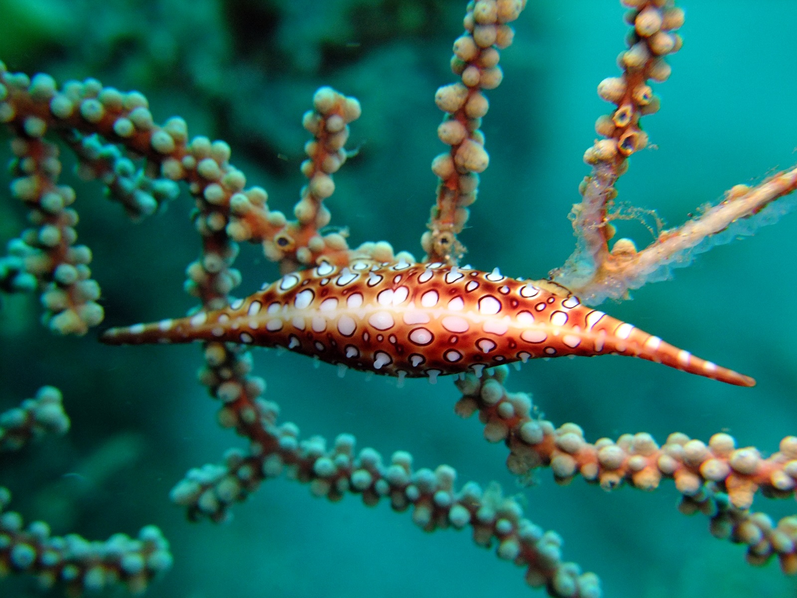 Real Monstrosities: Spindle Cowry