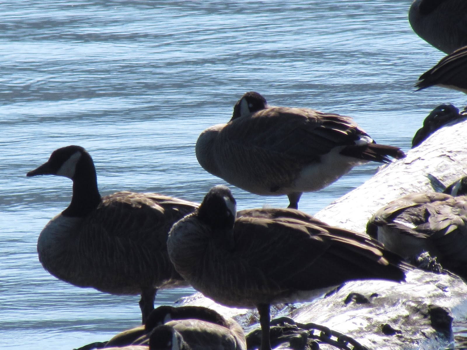 Scene Through My Eyes: Get Your Geese in a Row