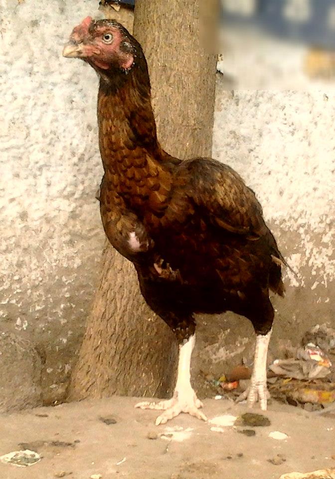 ASEEL FIGHTER PHOTOS - ASEEL FIGHTER PHOTOS