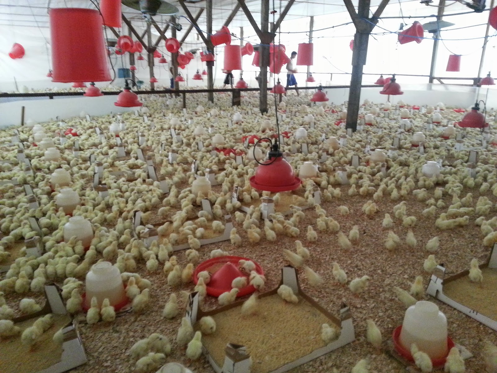 MULTIGRANJAS SERLAN E.I.R.L.: VENAS DE POLLOS AL POR MAYOR Y MENOR