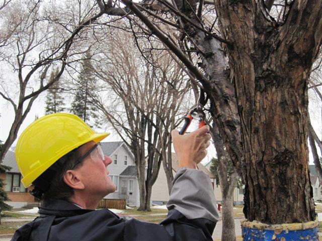 Forestry Training Services: How to Prune Apple Trees