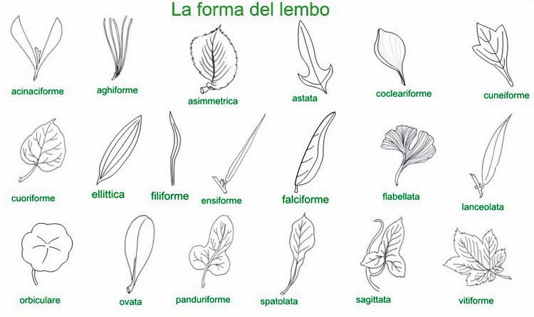 In seconda con Cipì: LA FOGLIA