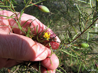 Sydney's Wildflowers and Native Plants: Persoonia nutans - Nodding Geebung.