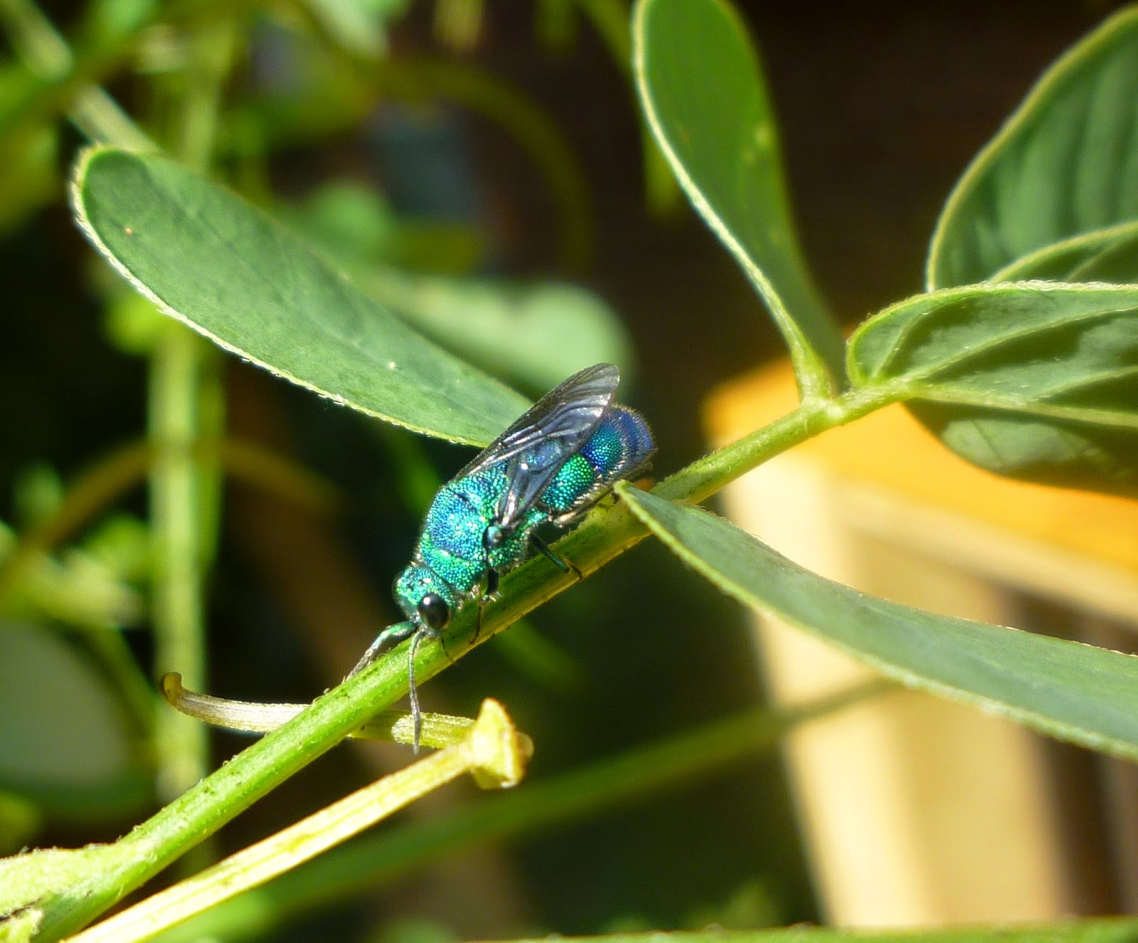 From Bluebirds to Turtles: NEON CUCKOO WASP - PAPER WASP - PICTURE ...