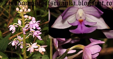 Biodiversity of Sri Lanka: Calanthe masuca
