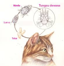 Scabies Kucing