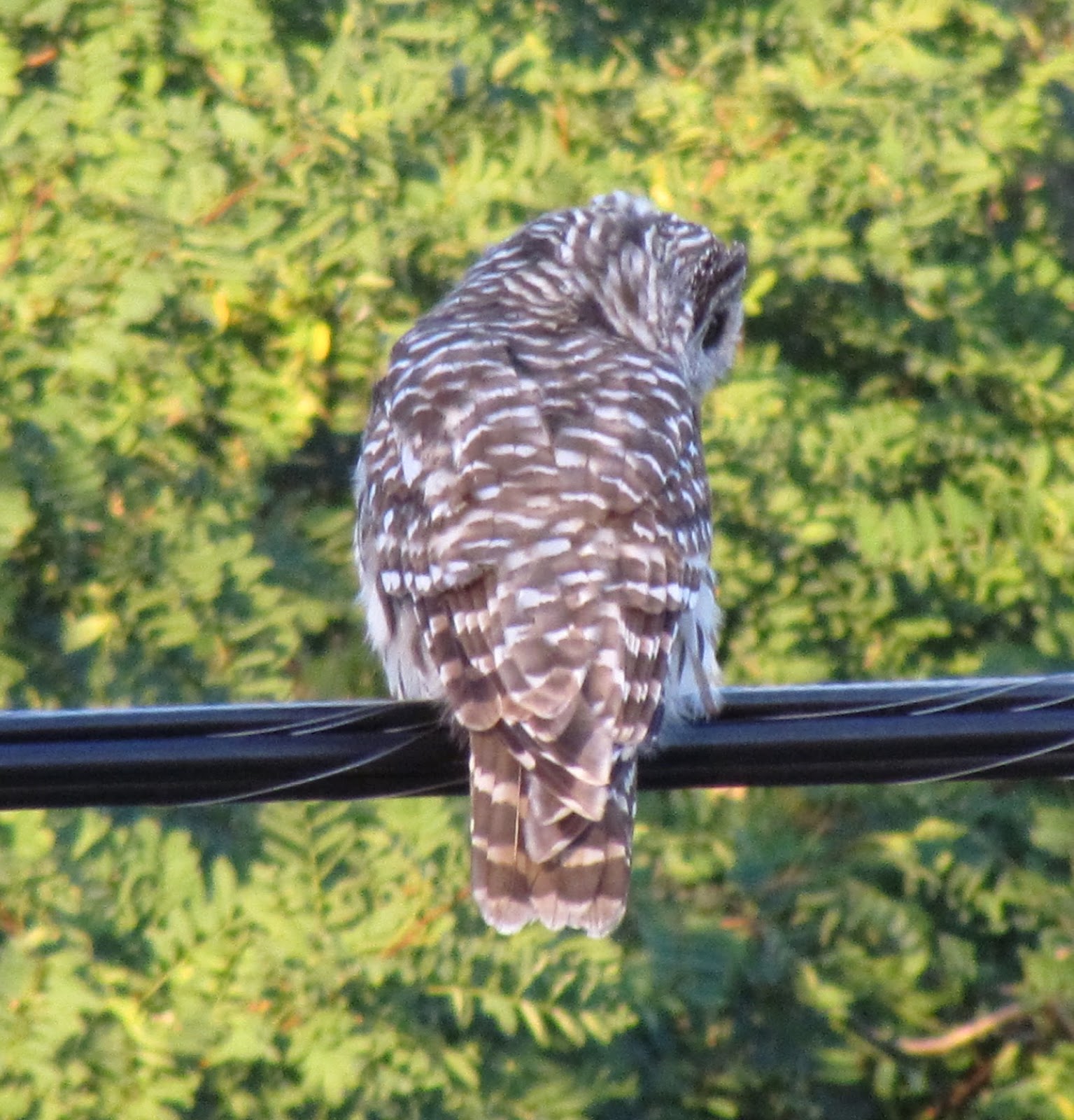 Scene Through My Eyes: Whooo is that?