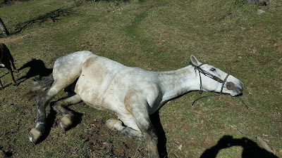 scuderia mario cardamone: CAVALLI IN LAVORO