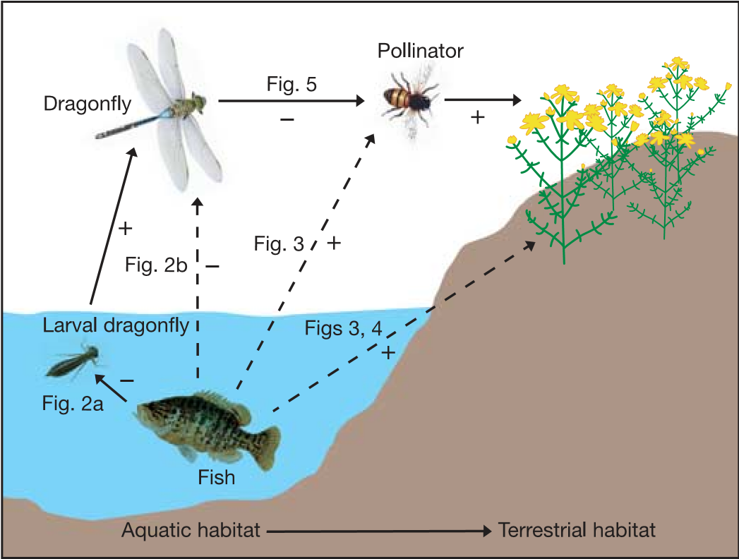 Food Webs and Trophic Dynamics: an Ecosystems Perspective: October 2014