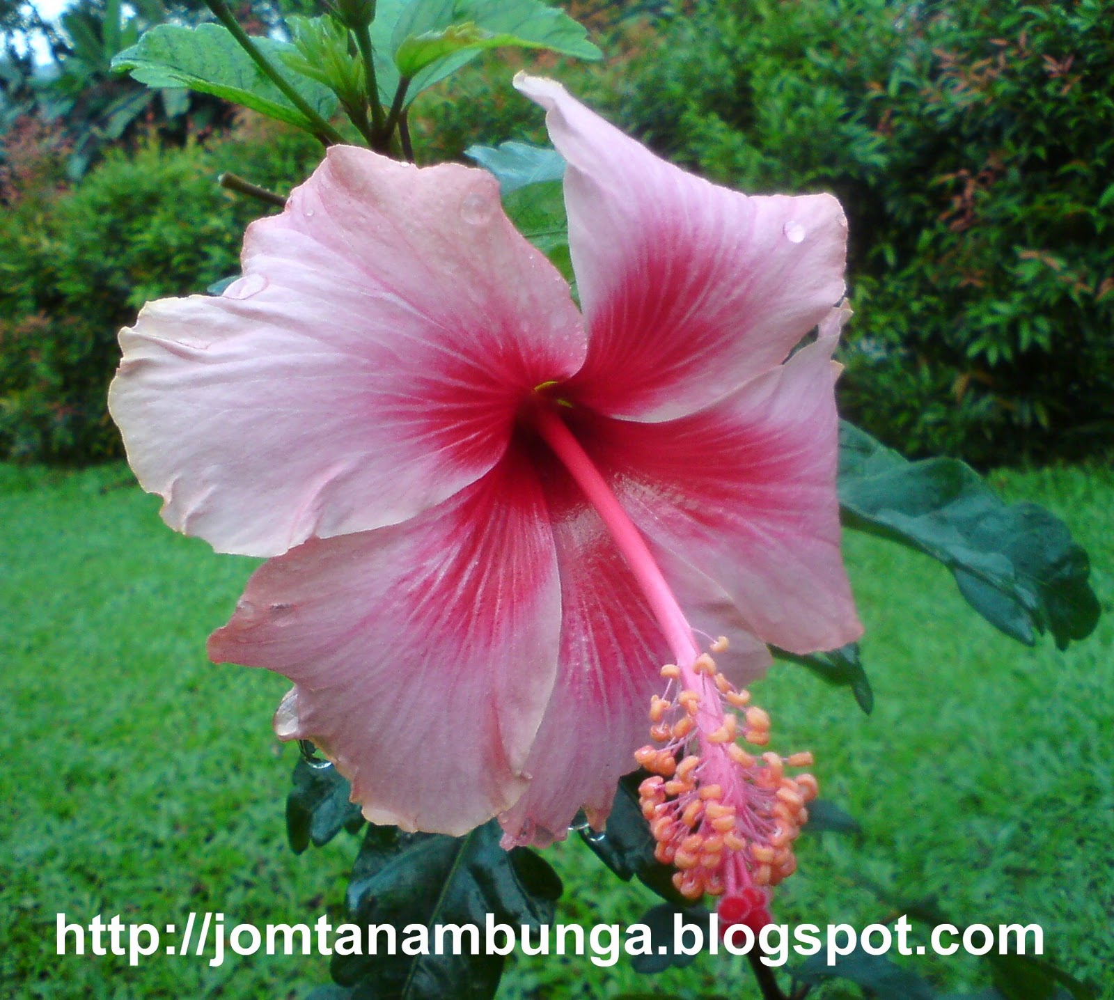 Jom Tanam Bunga: Bunga Besar