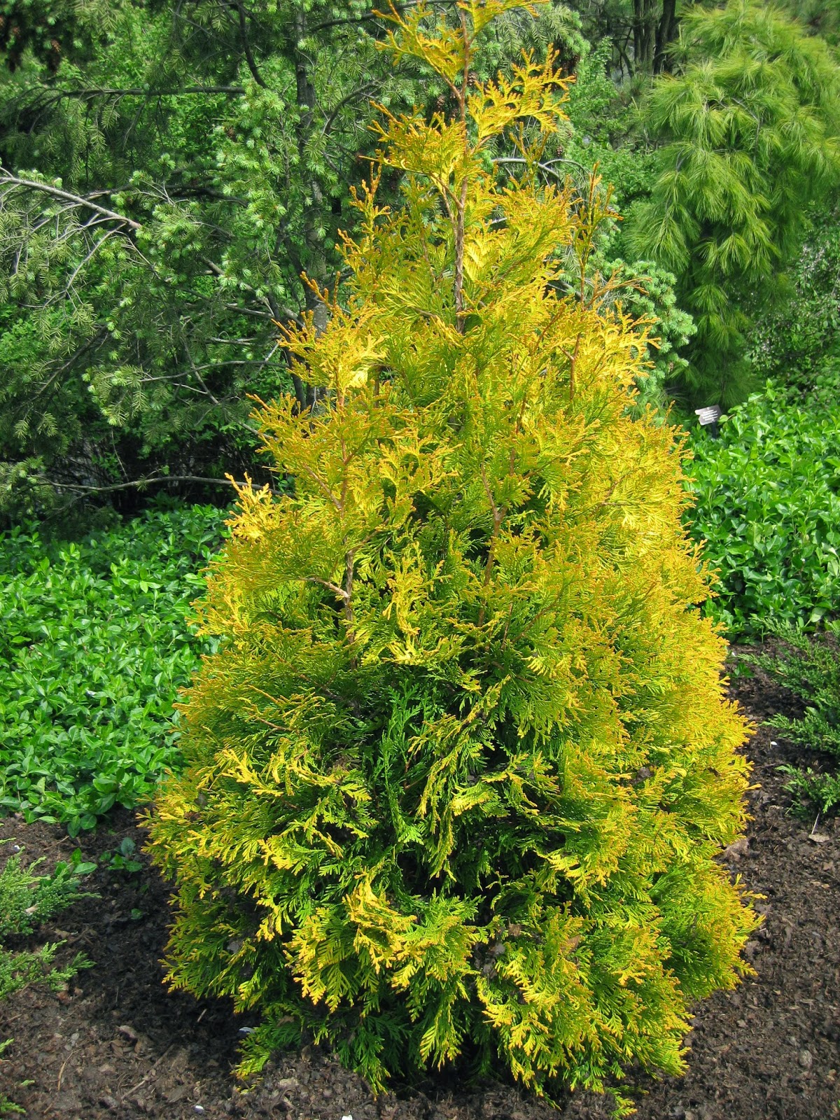 Rotary Botanical Gardens - Hort Blog: Golden Conifers For A Winter Glow