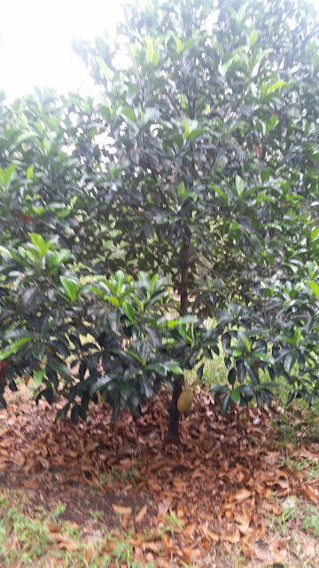 Warisan Petani: Buah Cempedak Durian