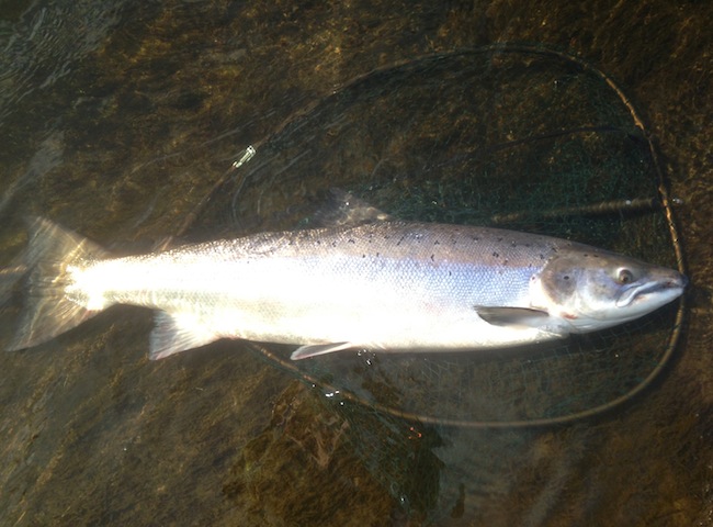 Salmon Fishing Scotland.: Salmon Fishing Scotland Large spring Salmon ...