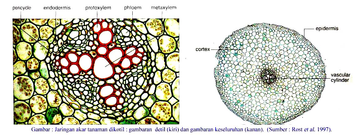 Struktur Akar Primer pada Tumbuhan - Biologi Edukasi: Belajar Sains Biologi