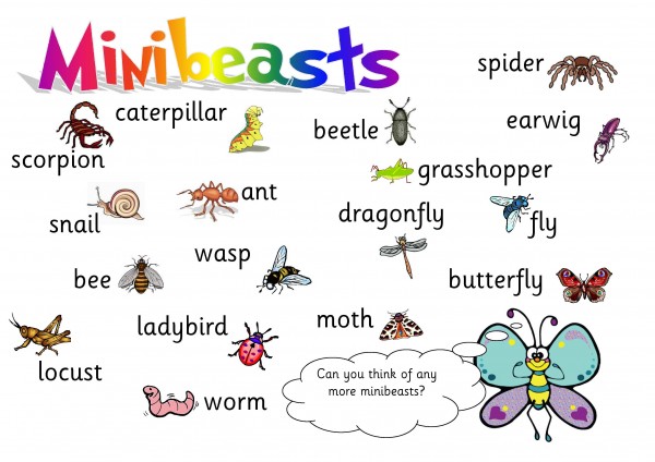 THE ENGLISH CLASSROOM BY MªJOSÉ MUELA: THE MINIBEAST HUNT (4TH PRIMARY)