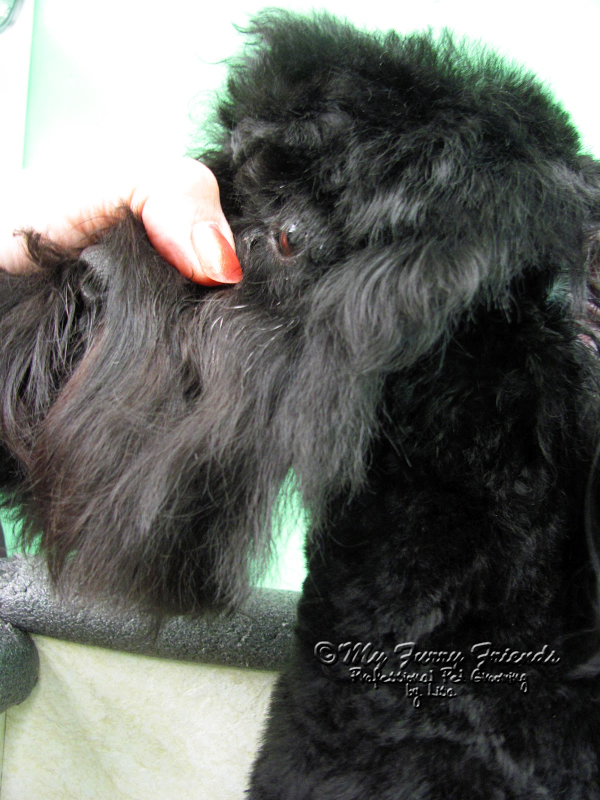 Pet Grooming: The Good, The Bad, & The Furry: What Would You Do? Matted ...